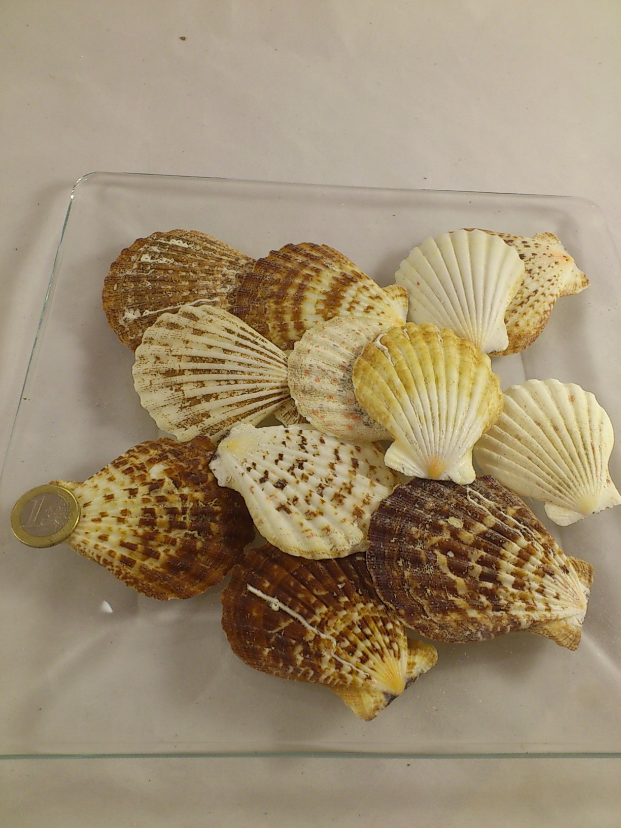 Pecten Radula 200 gr. - Bloemschikken|Bloemschikmateriaal.be|Gratis ...