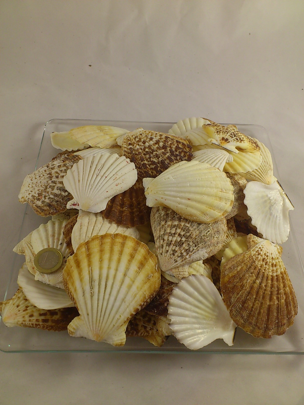 Pecten Radula 5-8 cm 1 kg. - Bloemschikken|Bloemschikmateriaal.be ...