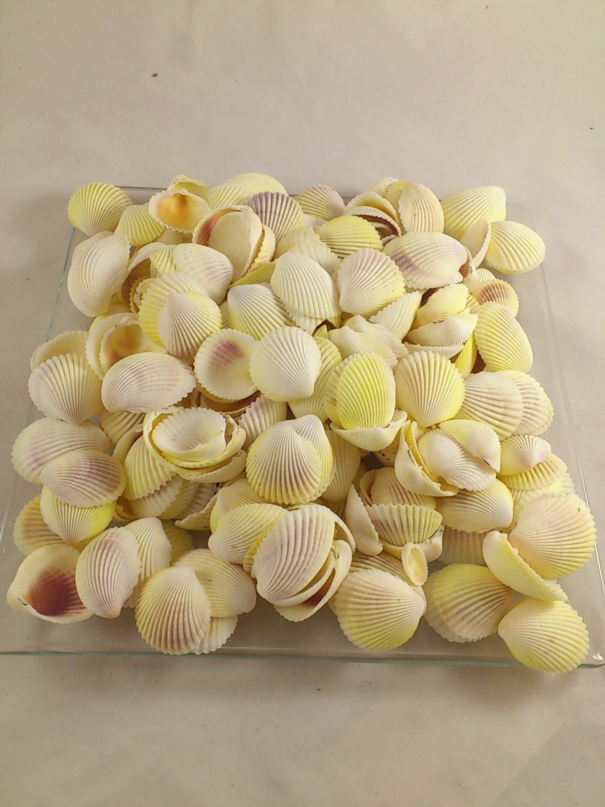 White Cockle 4 cm 1 kg. - Bloemschikken|Bloemschikmateriaal.be|Gratis ...