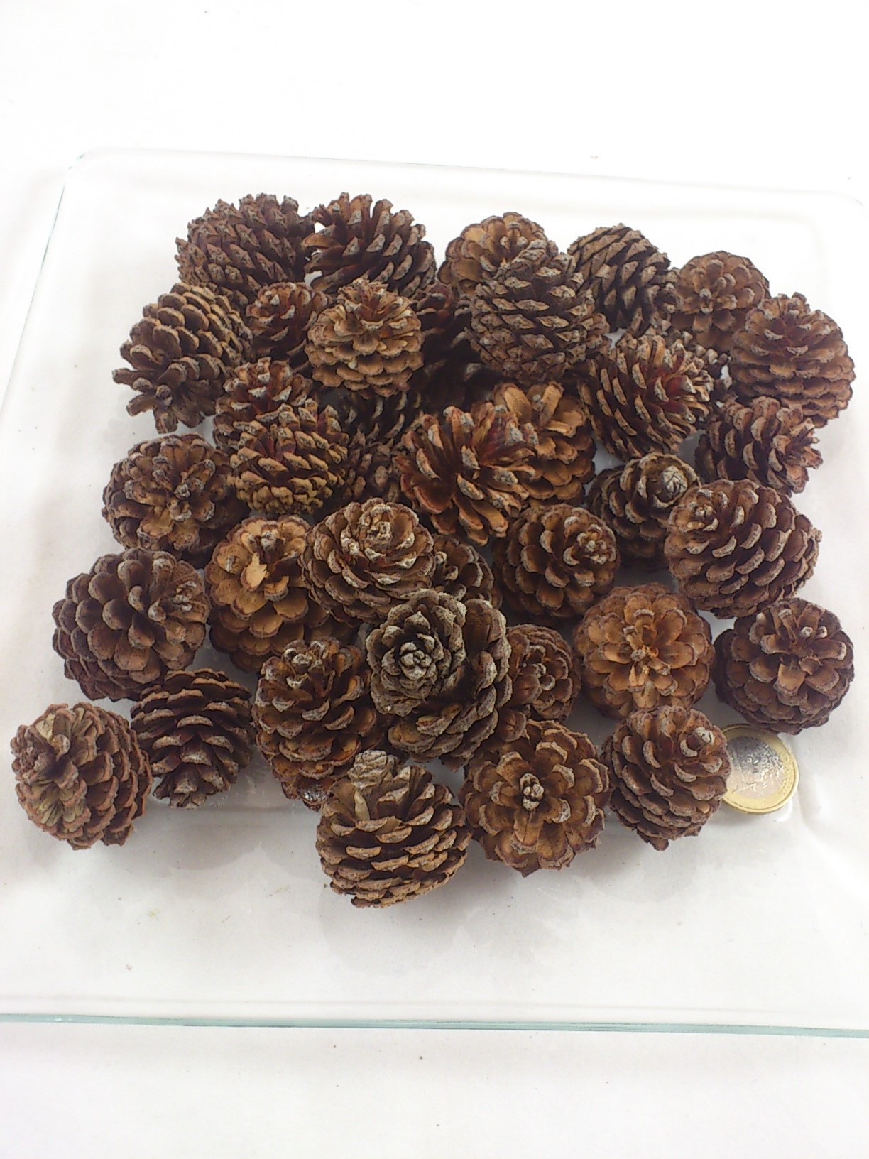 Mugus naturel 40 stuks - Diam 3,5 - H: 4 cm – Natuurlijke Dennenappels ...